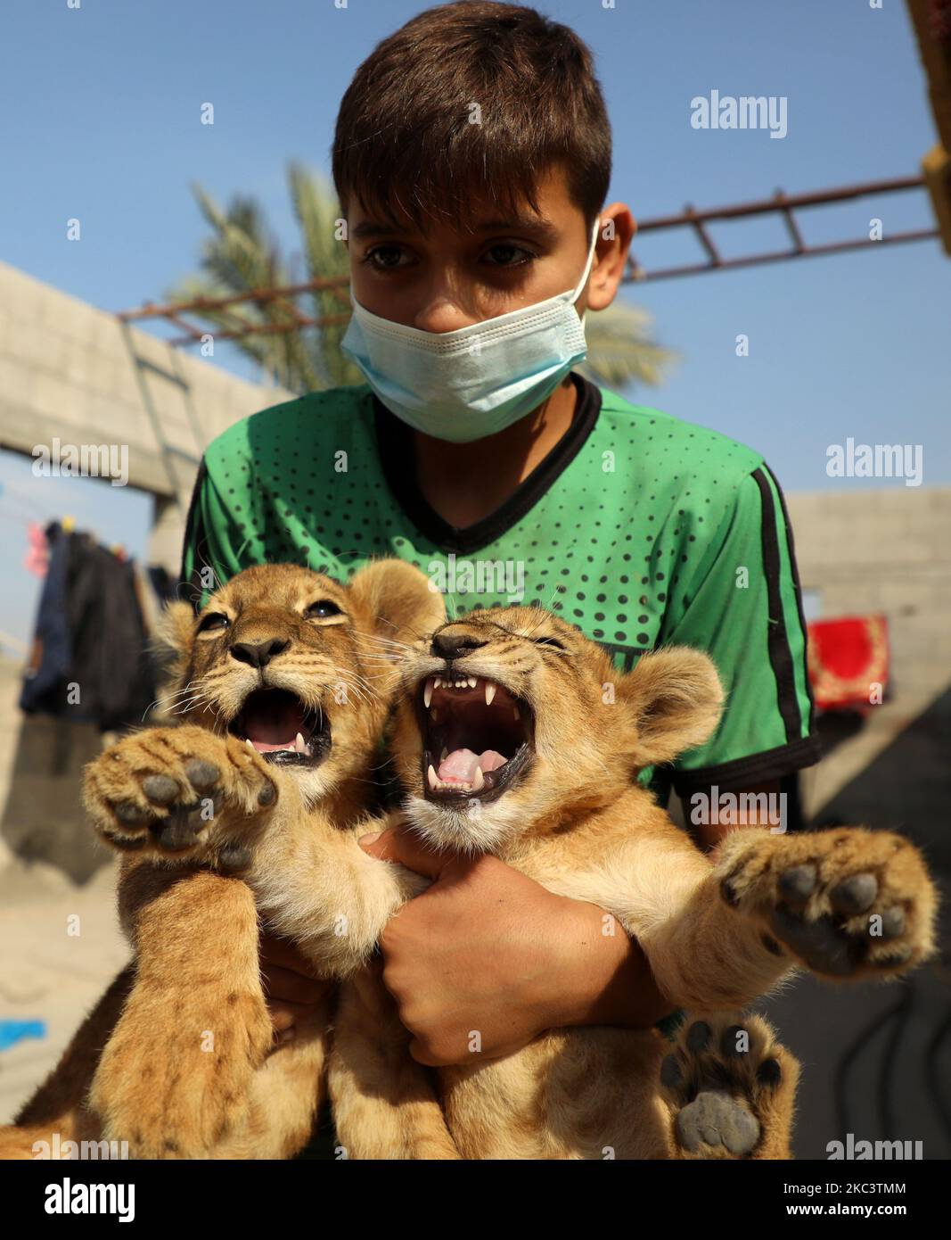 A boy plays with two pet lion cubs that Palestinian man Naseem Abu ...