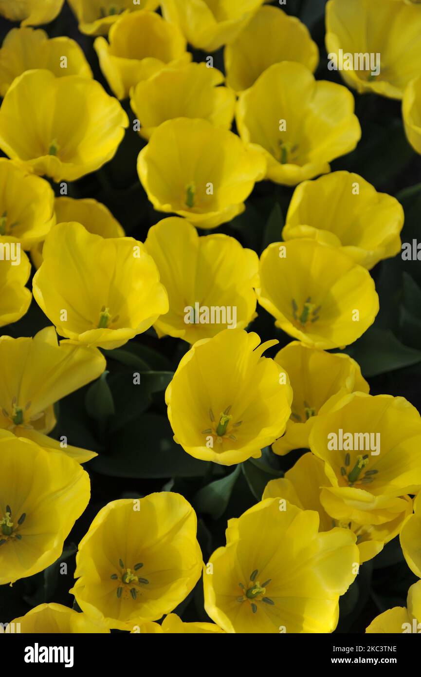 Yellow Triumph tulips (Tulipa) Ted Turner bloom in a garden in April ...