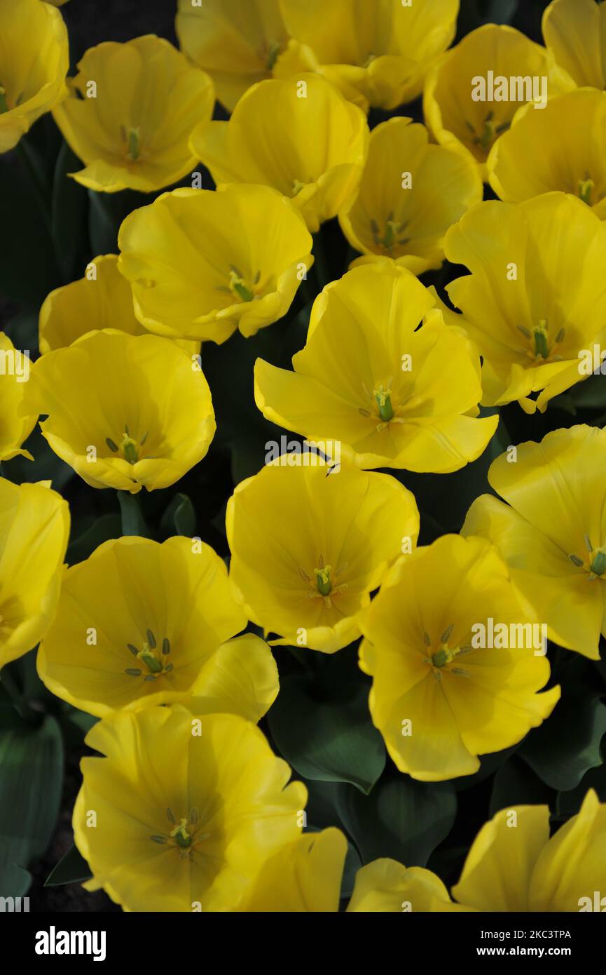 Yellow Triumph tulips (Tulipa) Ted Turner bloom in a garden in April ...