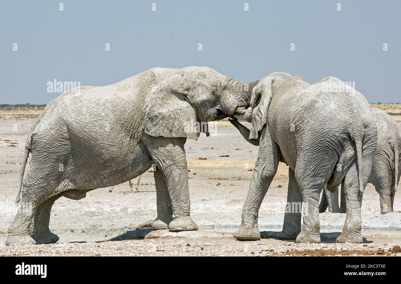 Two African Elephants with their trunks wrapped around each other Stock ...