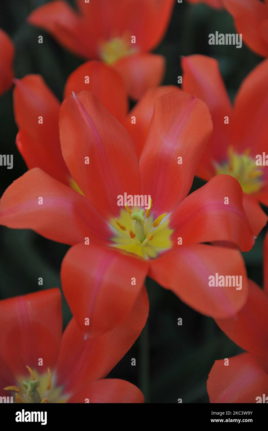 Orange-red Single Late tulips (Tulipa) Temple of Beauty bloom in a ...
