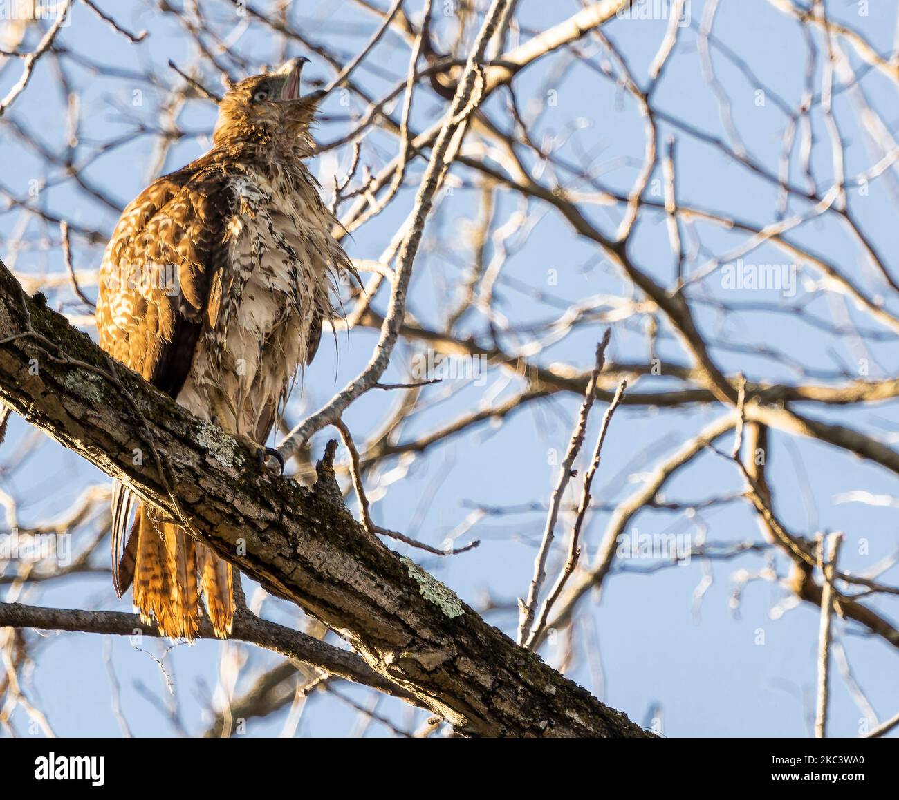 Red Shouldered Hawk calling from tree at sunrise. Indianapolis, Indiana ...