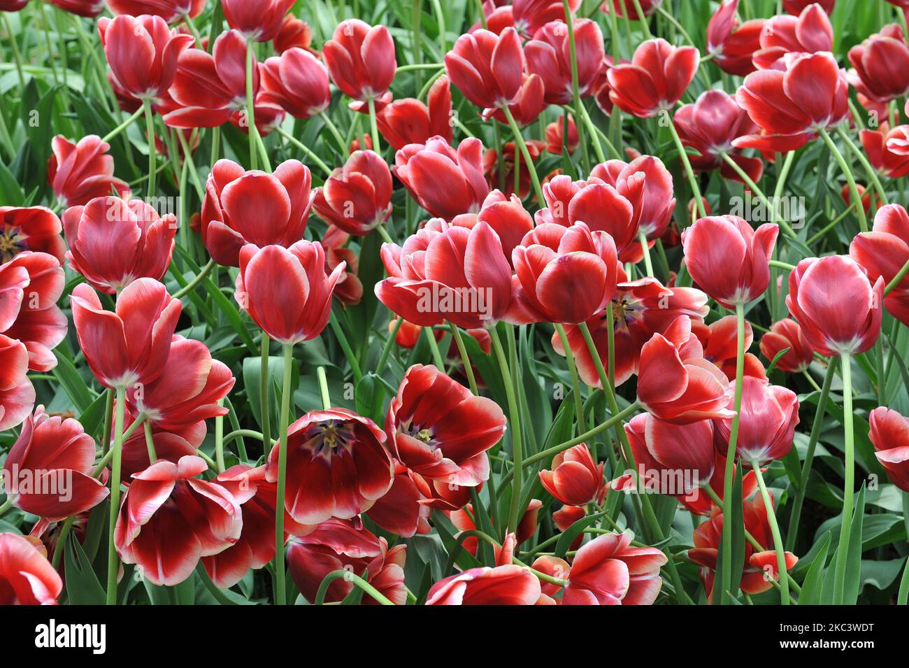 Red and white Triumph tulips (Tulipa) Tennessee bloom in a garden in April Stock Photo - Alamy