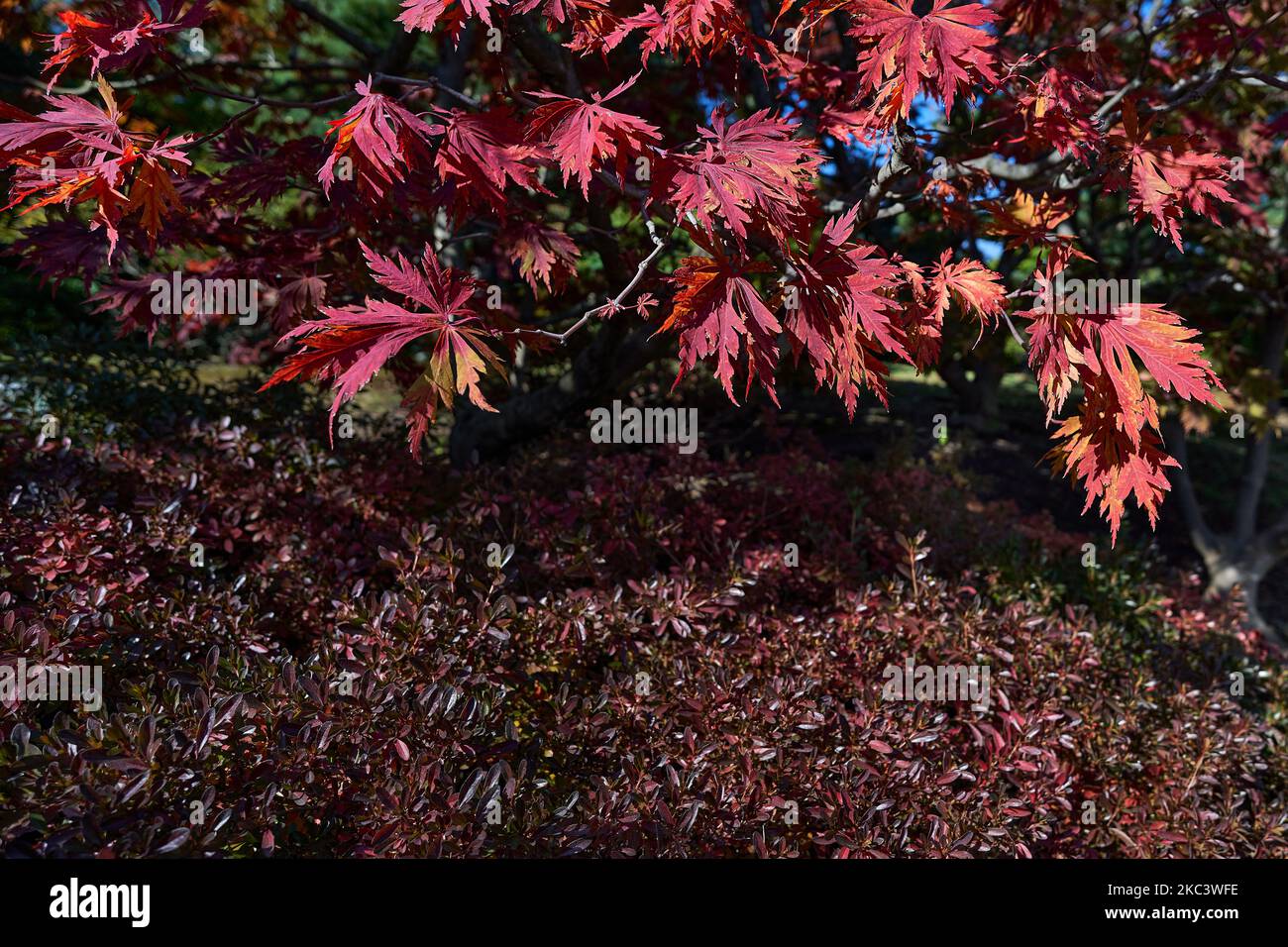 red leaves in autumn Stock Photo - Alamy