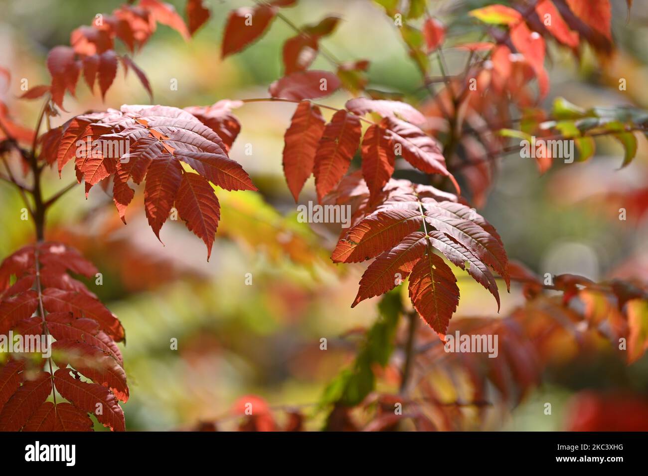 A closeup of a tree branch with dry red leaves under the sunlight Stock ...