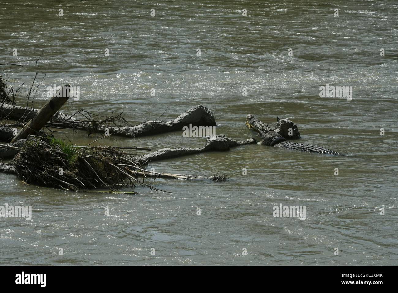 A wild crocodile caught in a motorcycle tire appeared on the Palu River ...