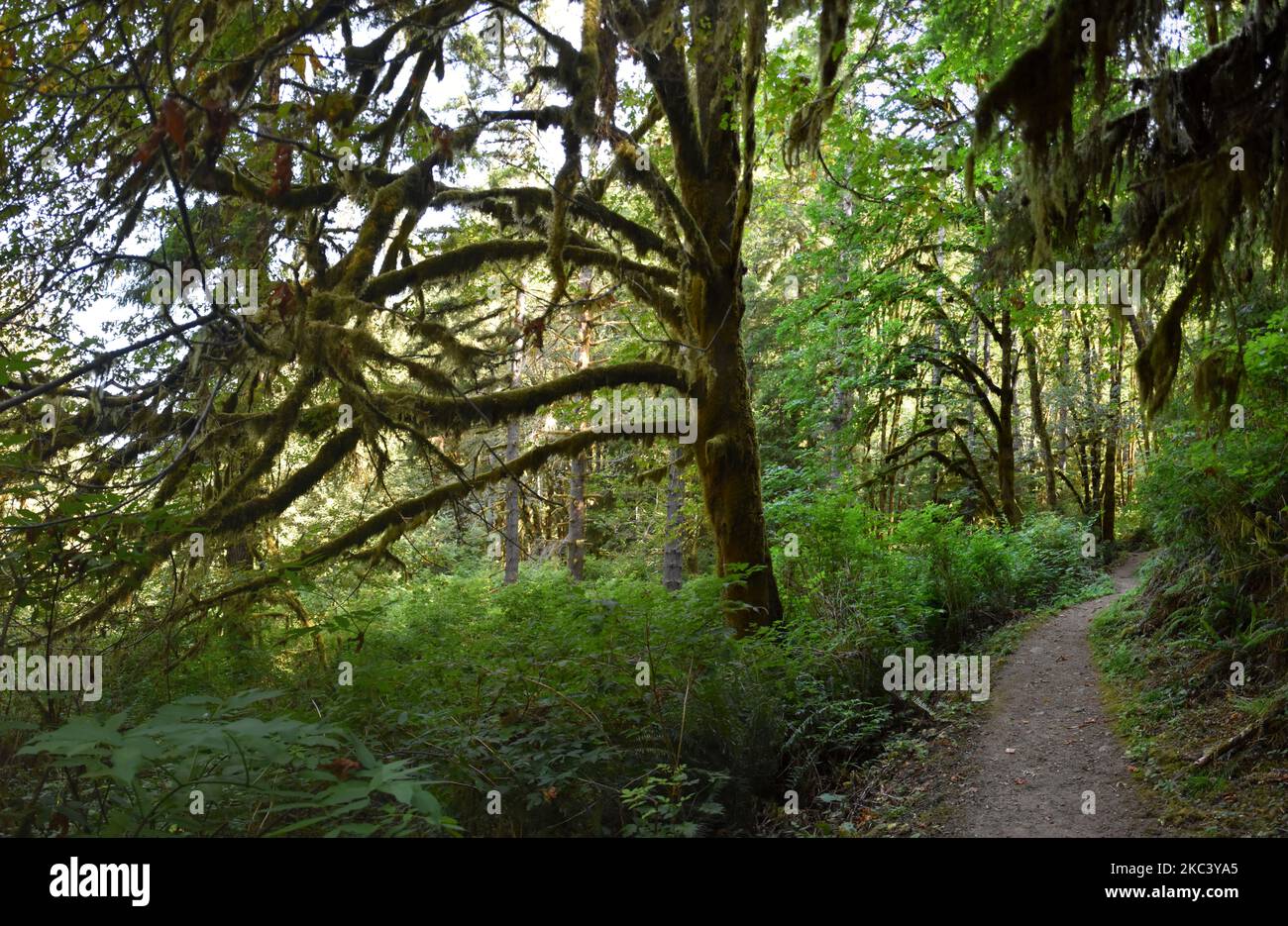 Hiking Trail views at Sweet Creek Falls Waterfall Complex near Mapleton ...
