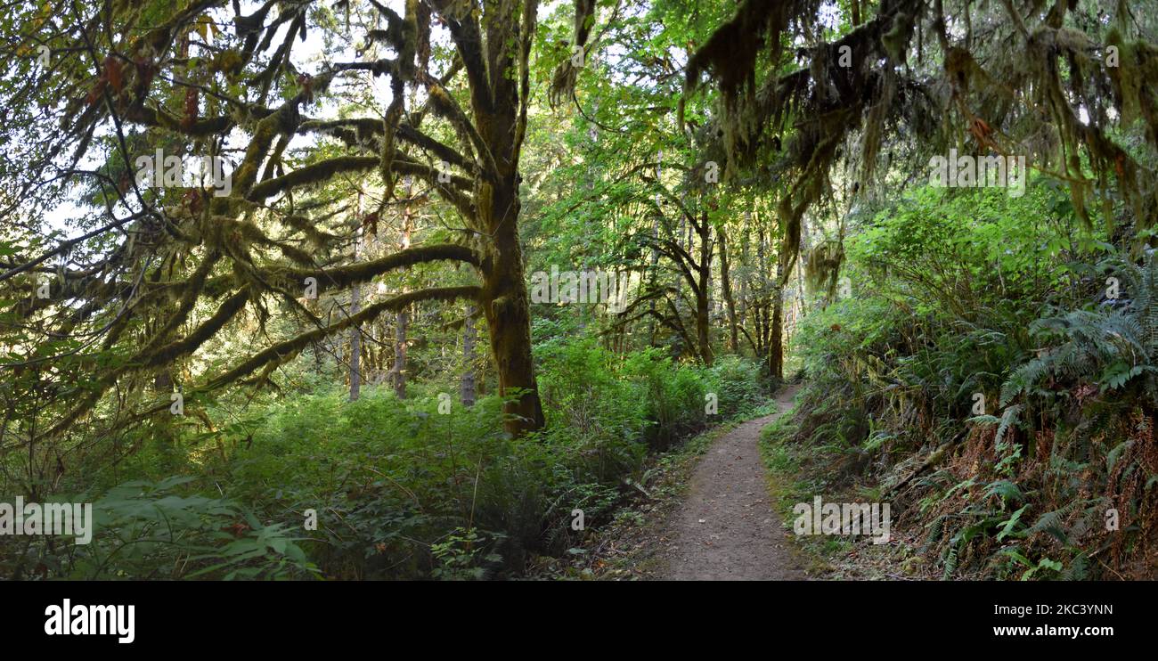 Hiking Trail views at Sweet Creek Falls Waterfall Complex near Mapleton ...