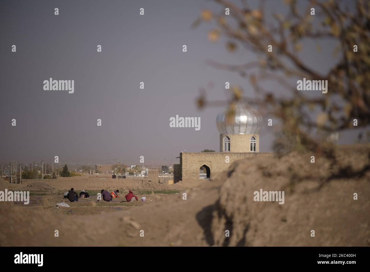 Workers collect Saffron crocus flowers in a Saffron farm in Roshtkhar ...