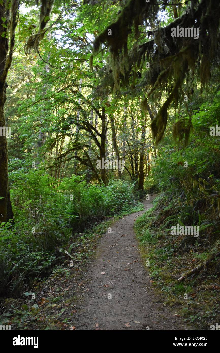 Hiking Trail views at Sweet Creek Falls Waterfall Complex near Mapleton ...