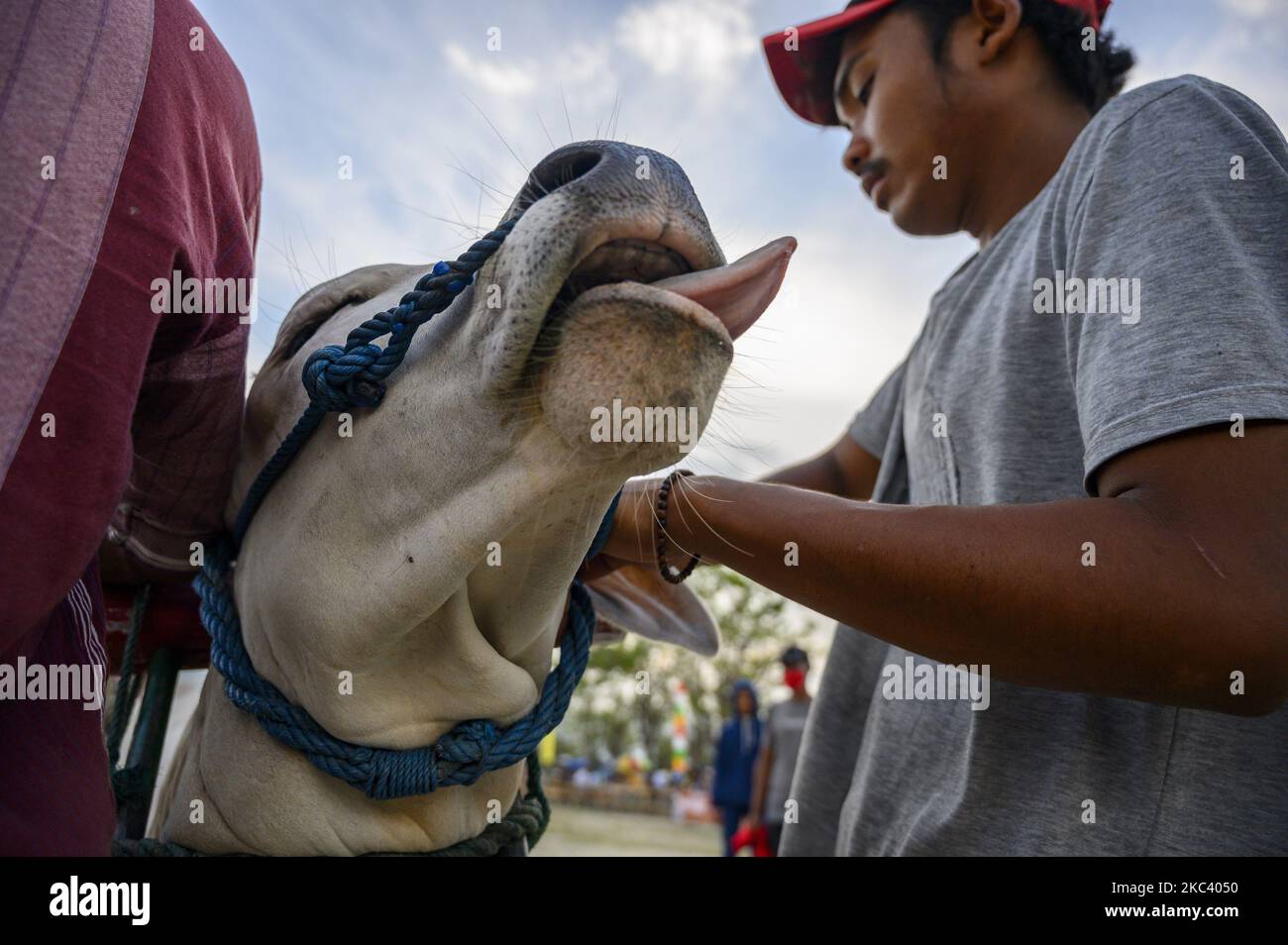 A jockey prepares his cows for the Karapan Sapi, it's such a bull ...