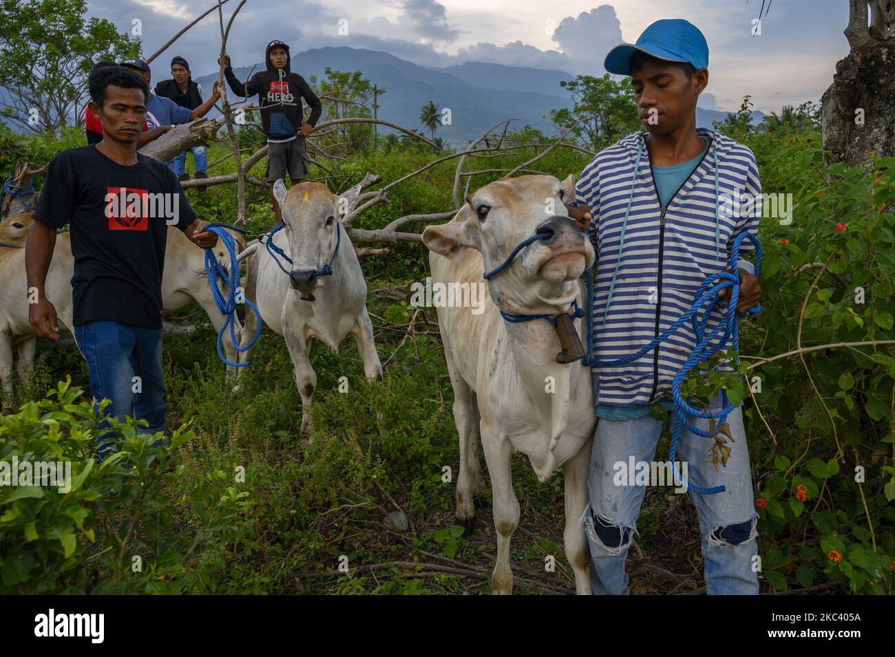 One of the participating teams prepares his cows for the Karapan Sapi ...