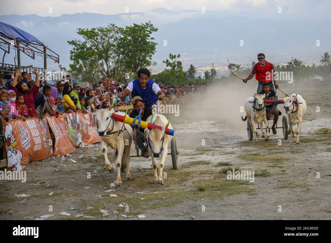 Participants spur their cows in the Karapan Sapi, it's such a bull ...
