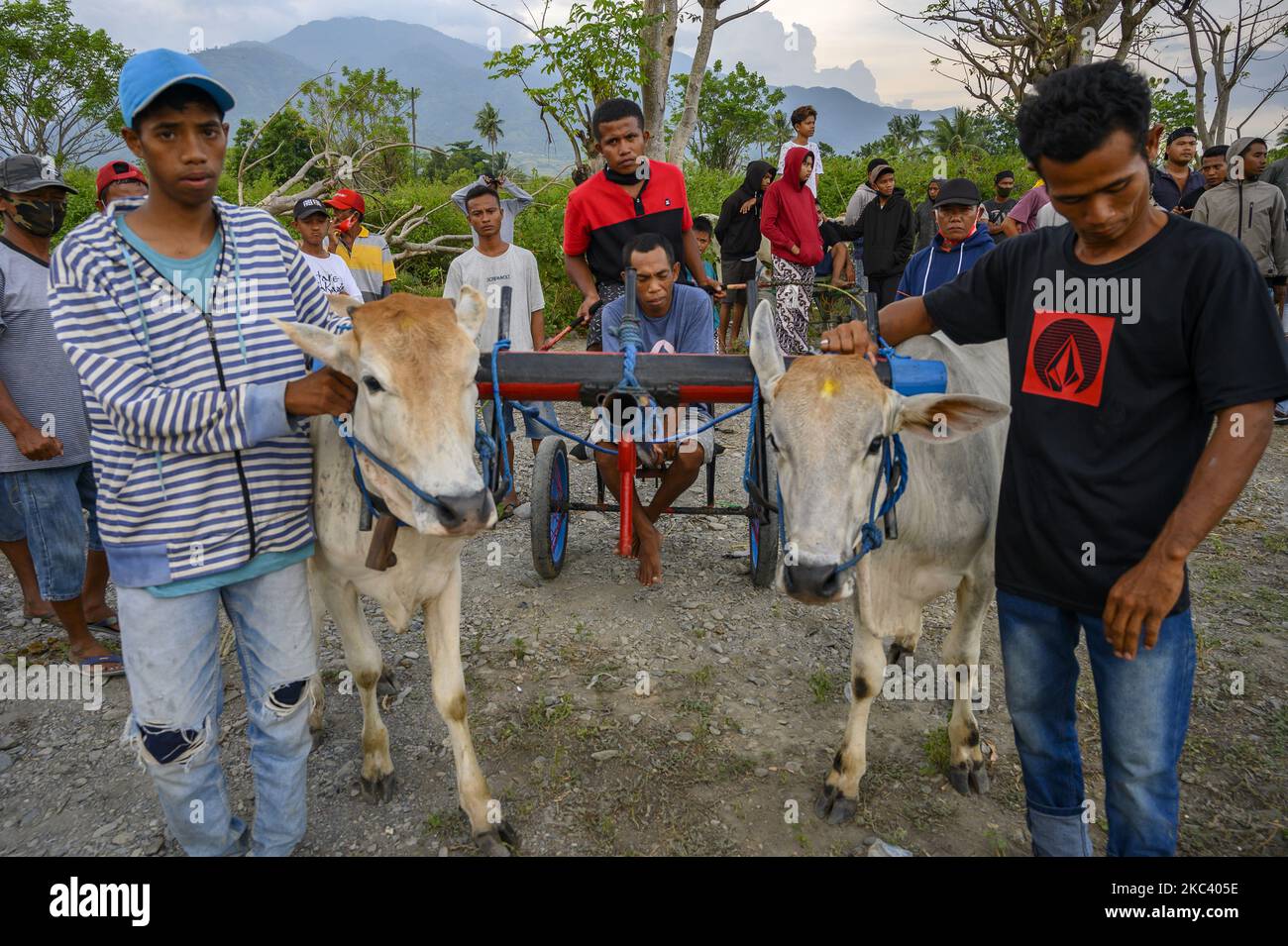 One of the participating teams prepares his cows for the Karapan Sapi ...