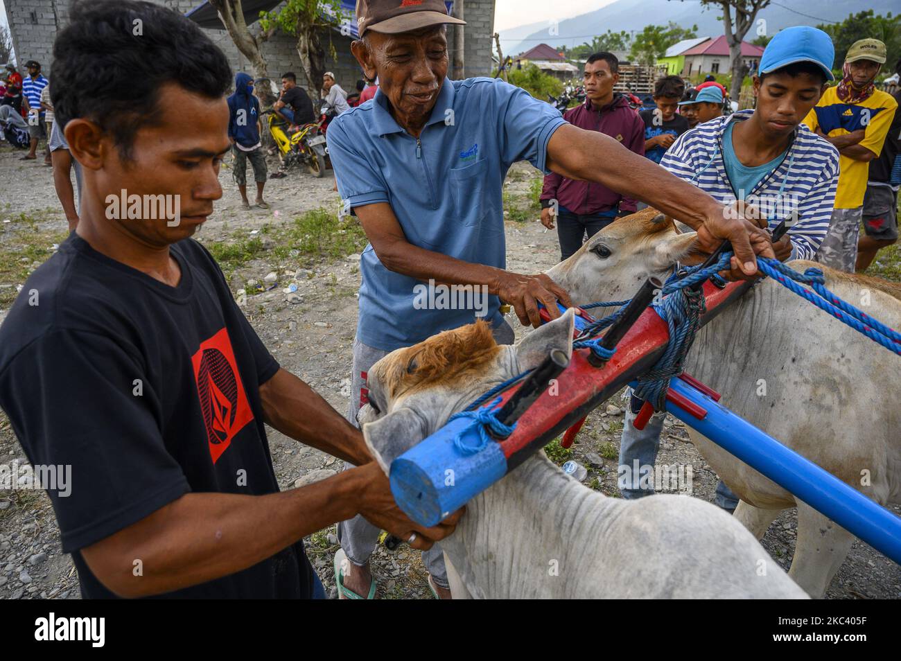 One of the participating teams prepares his cows for the Karapan Sapi ...