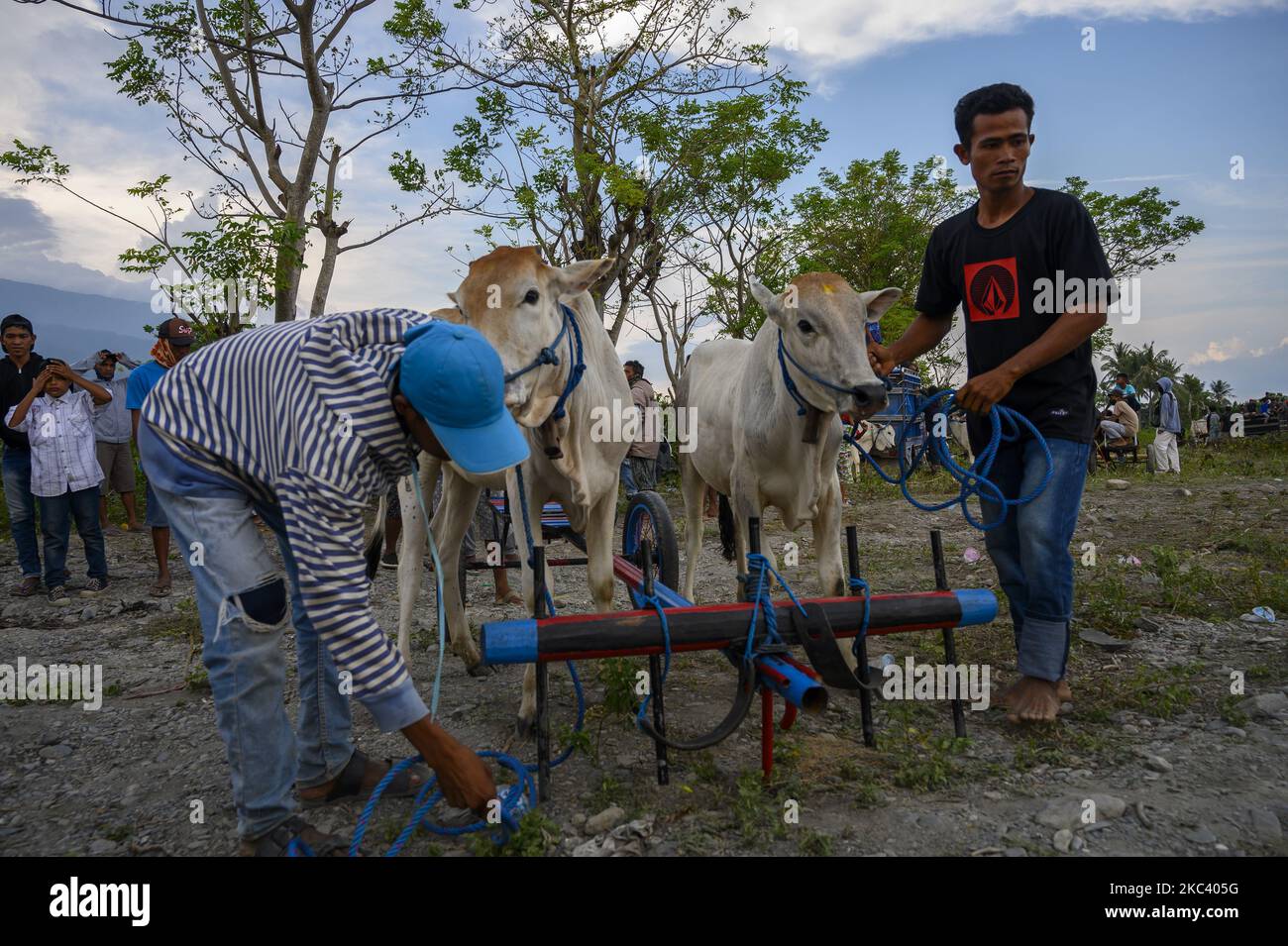 One of the participating teams prepares his cows for the Karapan Sapi ...