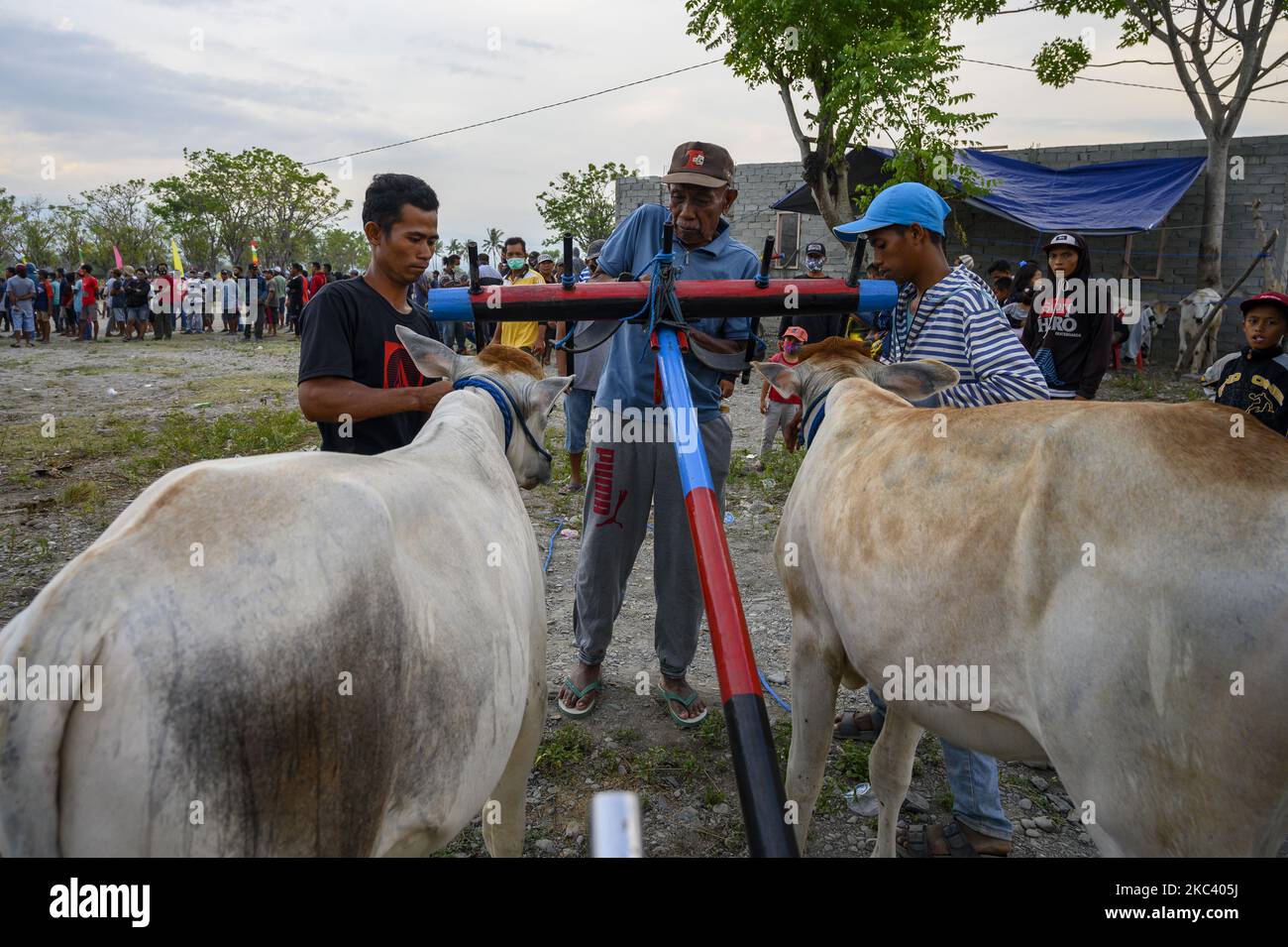 One of the participating teams prepares his cows for the Karapan Sapi ...
