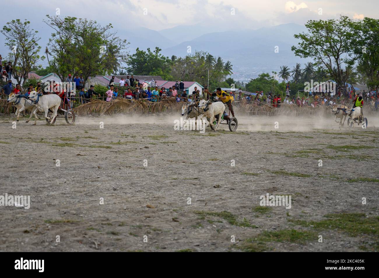 Participants spur their cows in the Karapan Sapi, it's such a bull ...