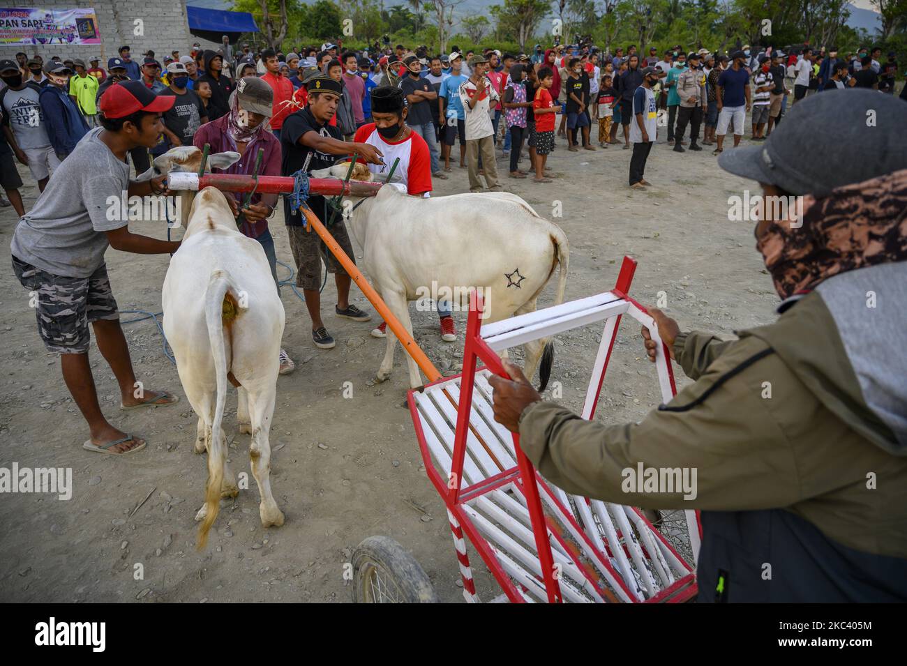 One of the participating teams prepares his cows for the Karapan Sapi ...