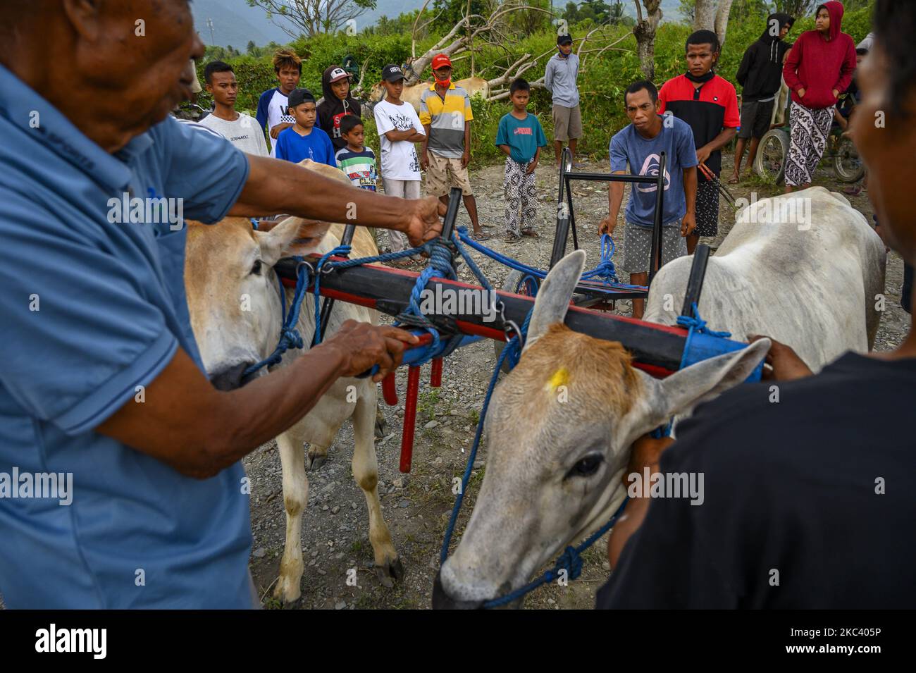 One of the participating teams prepares his cows for the Karapan Sapi ...
