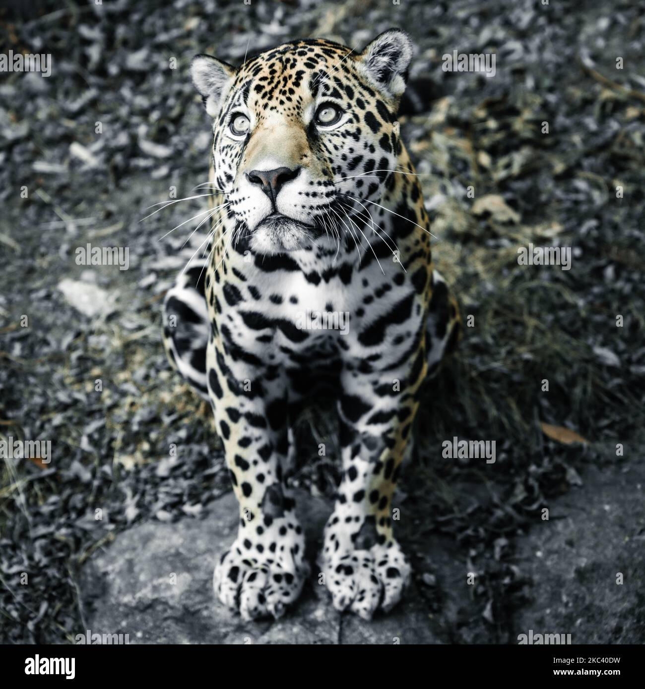 A closeup of a beautiful jaguar sitting on the ground Stock Photo - Alamy