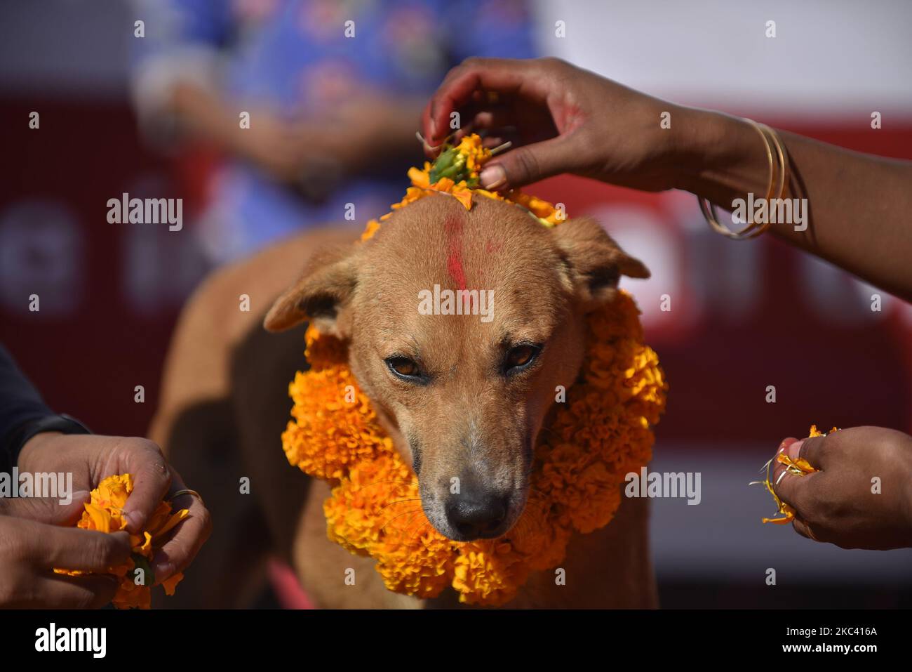Sneha Shrestha founder of Sneha's Care performing puja towards Dog on ...