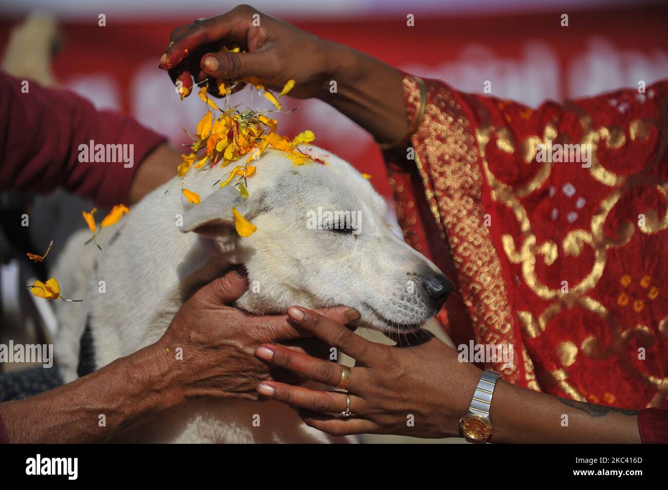 Nepal dog festival hi-res stock photography and images - Alamy