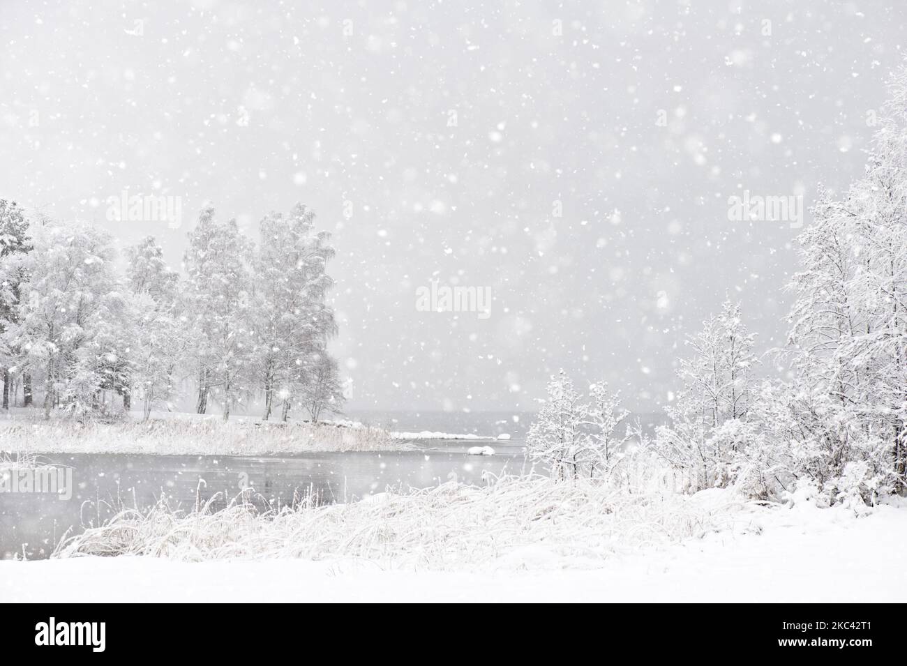 Winter landscape. Freshly fallen snow covering lake shore and trees ...