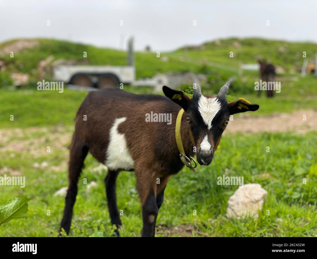 A closeup shot of a cute brown goat in the farm Stock Photo - Alamy