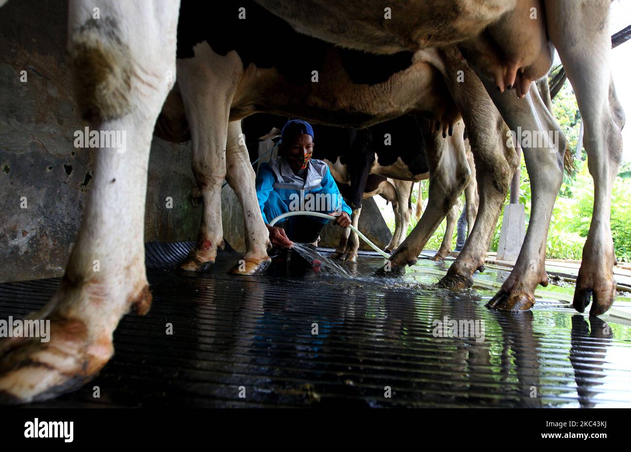 Officers clean cowsheds during the Dairy Cattle Expose activity at the ...