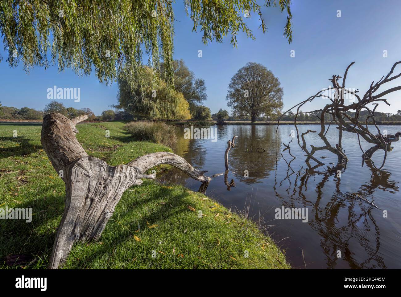 Fallen willow tree branch next to pond Stock Photo - Alamy