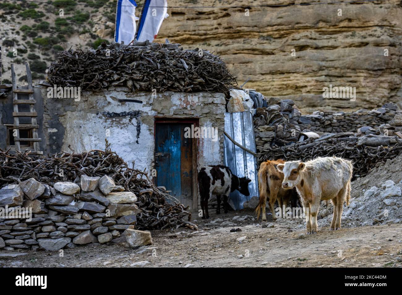 The cows in a small farm in Upper Mustang, Nepal Stock Photo - Alamy
