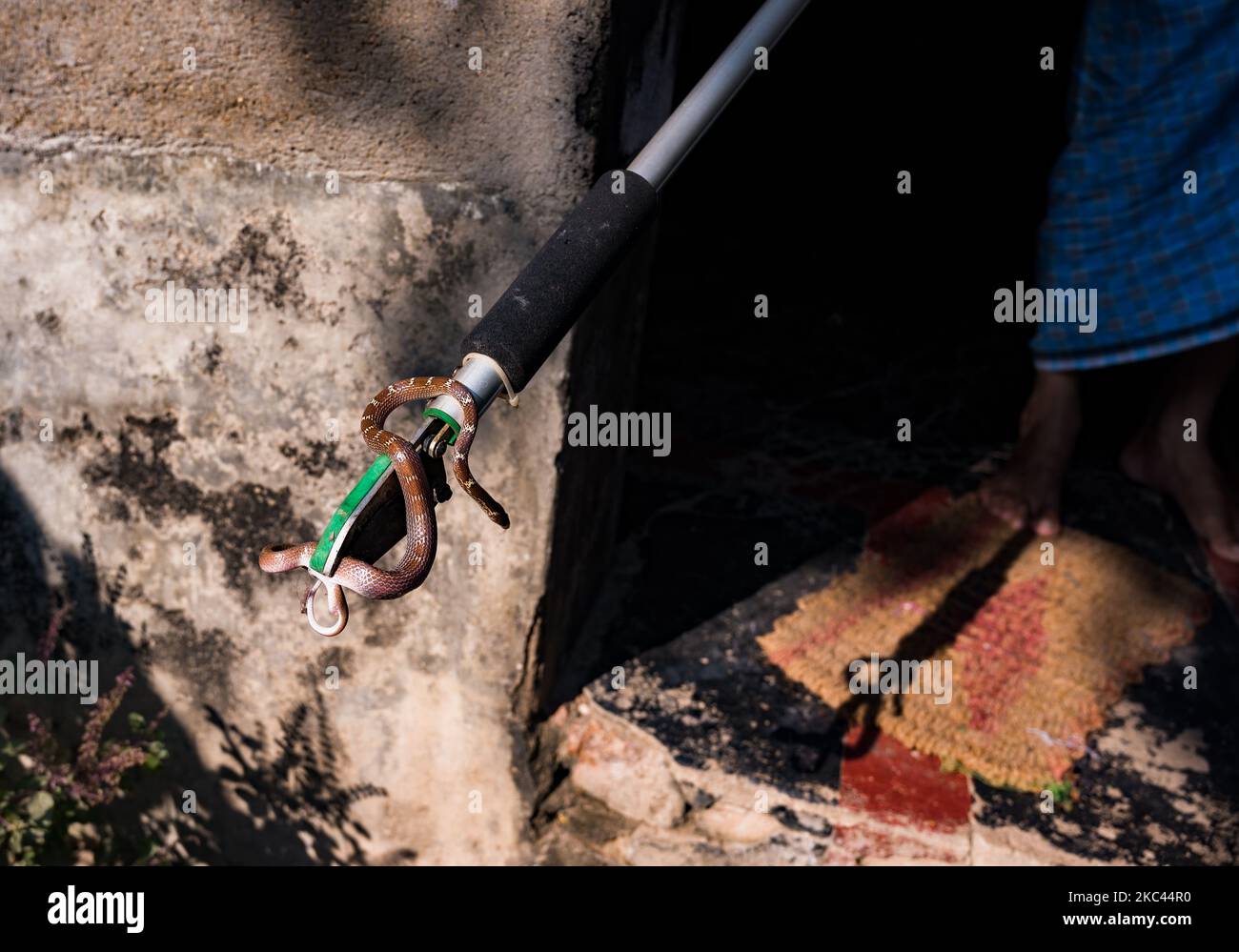 Lycodon aulicus, commonly known as the Indian wolf snake, In Bengali it ...