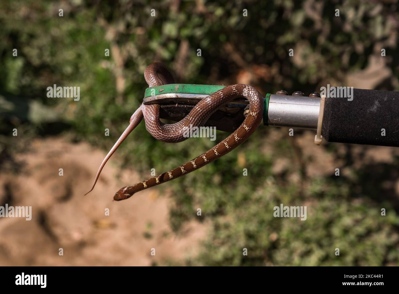 The indian wolf snake hi-res stock photography and images - Alamy