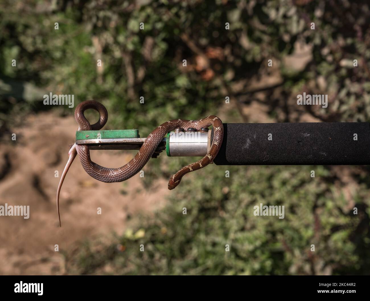 Indian wolf snake hi-res stock photography and images - Alamy