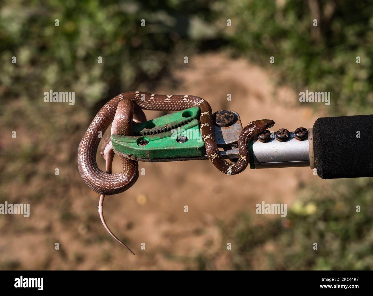 The indian wolf snake hi-res stock photography and images - Alamy
