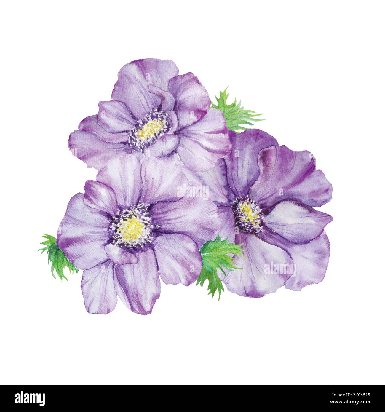 Watercolor hand drawn purple anemones with green leaves isolated on ...