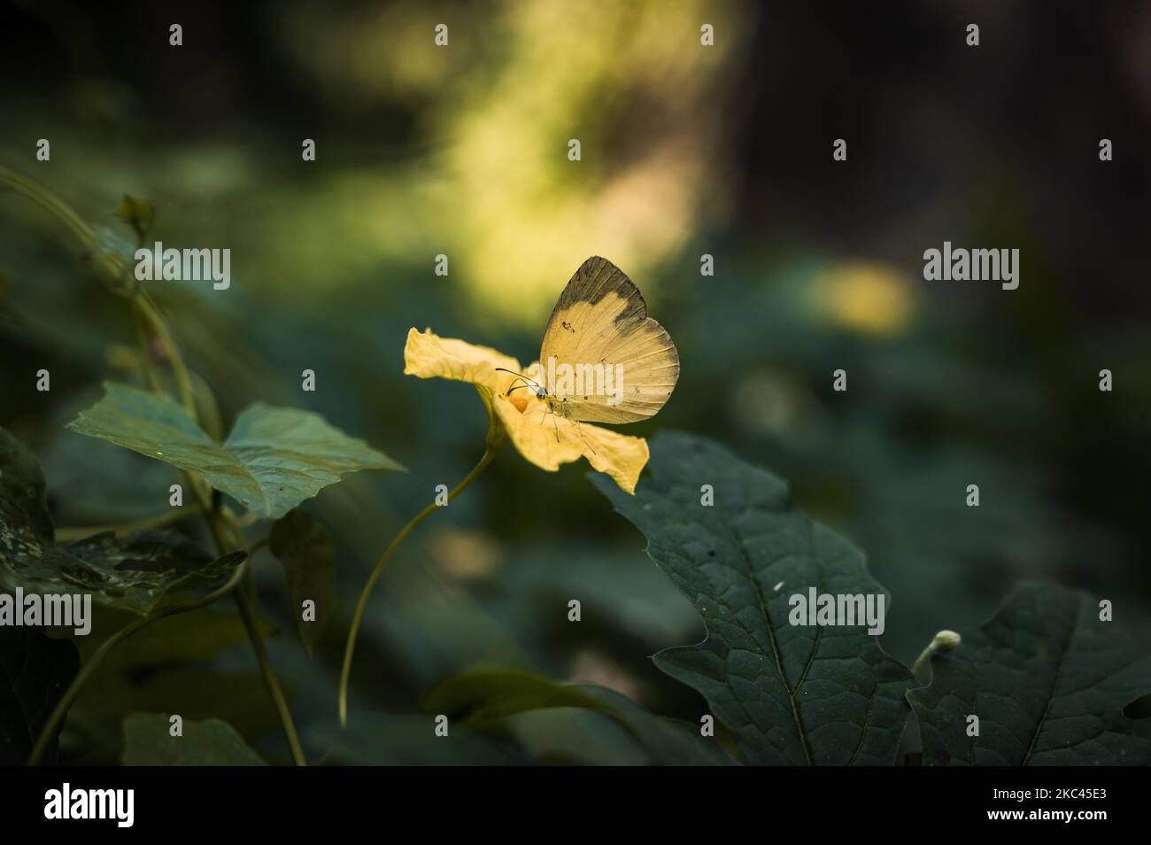 Small pierid butterfly species hi-res stock photography and images - Alamy