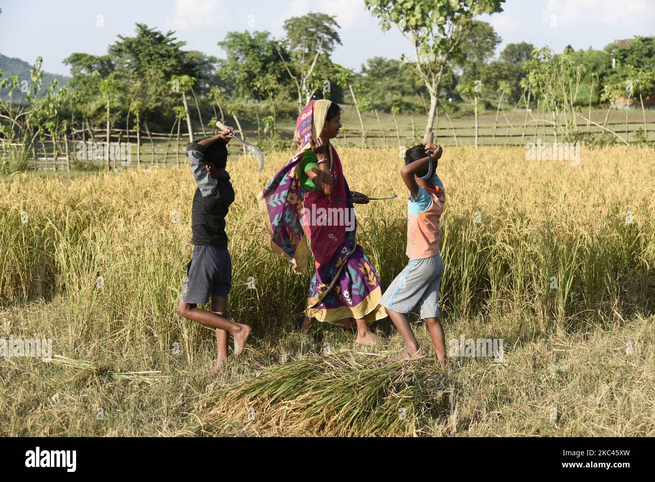 Mother nad children of s farmer family harvesting rice paddy in a field ...