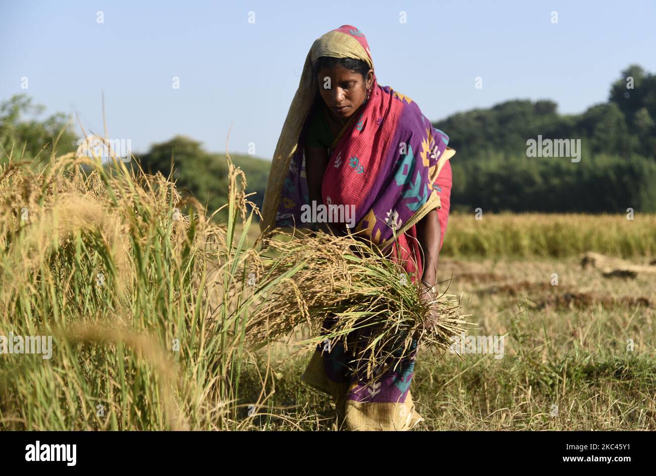 A woman farmer harvesting rice paddy in a field, at a village in ...