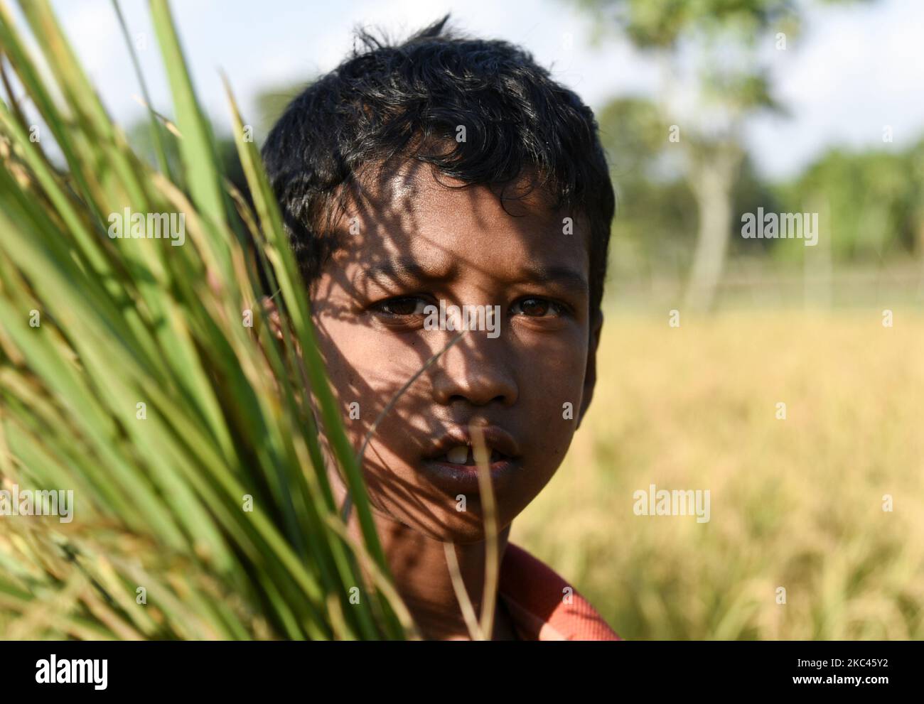 A child of a farmer family in a field during harvesting, at a village ...