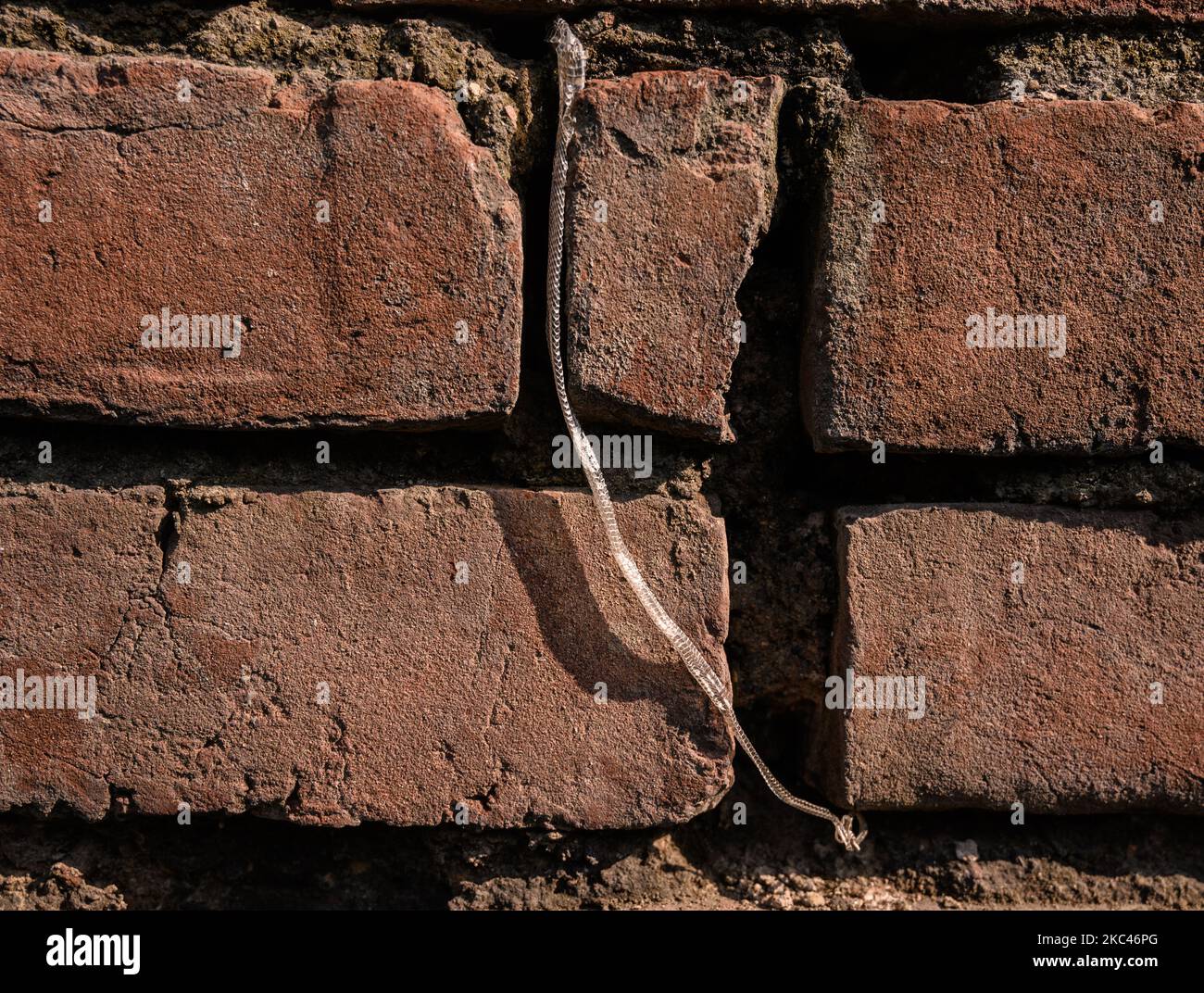 Striped Bronzeback Tree Snake (Dendrelaphis caudolineatus) is a rather ...