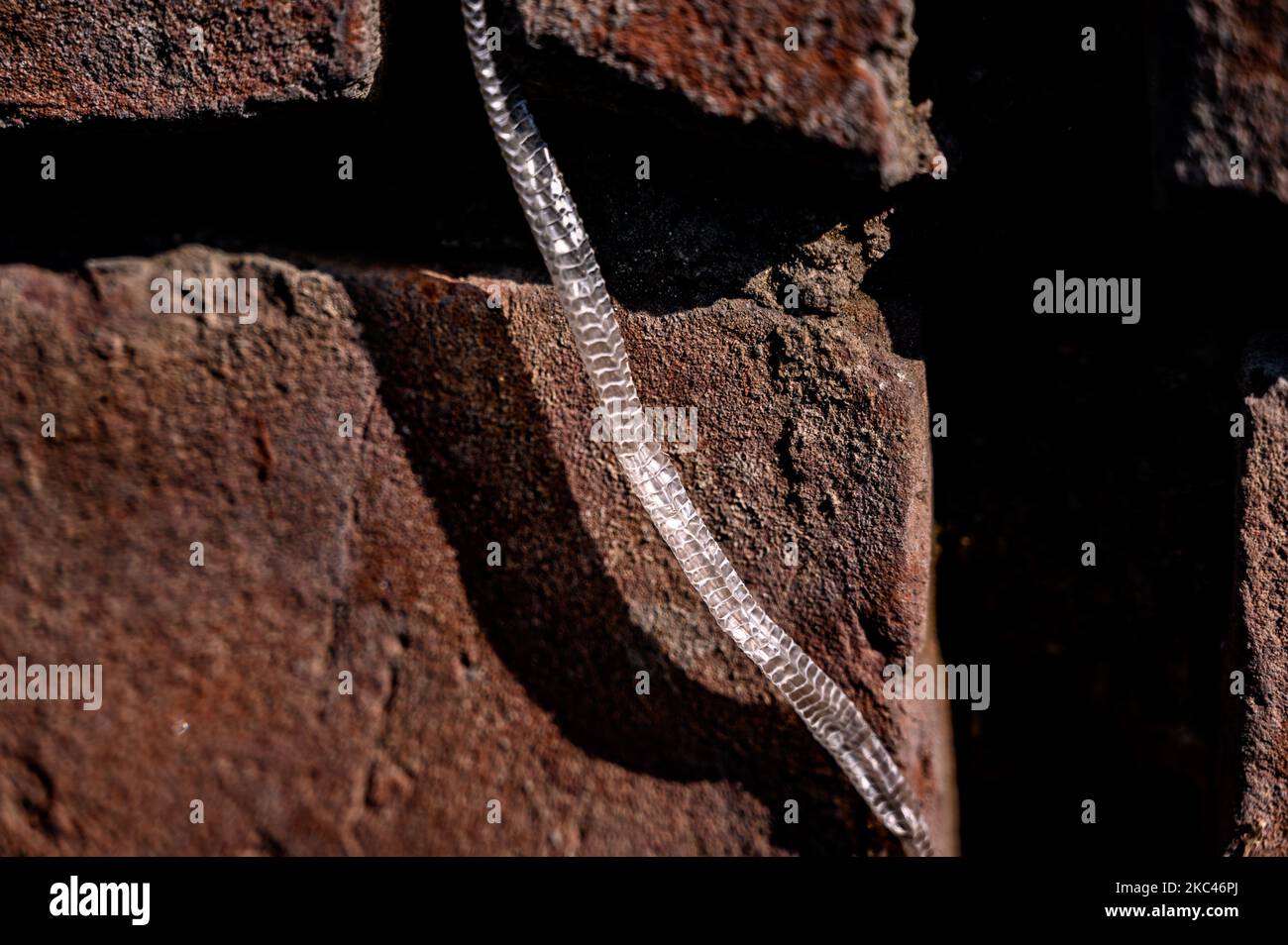 Striped Bronzeback Tree Snake (Dendrelaphis caudolineatus) is a rather ...