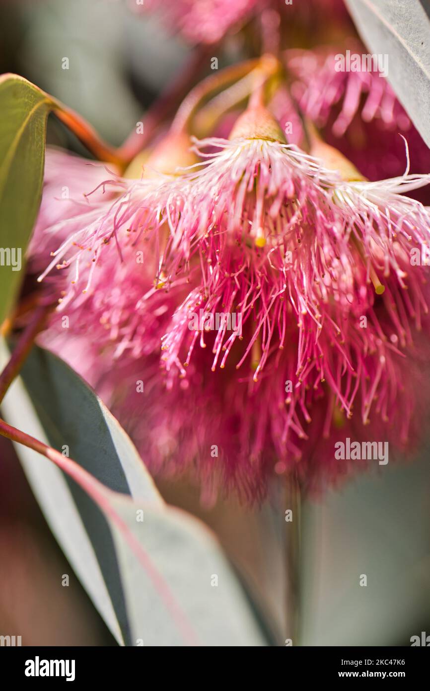 Eucalyptus natural bloom hi-res stock photography and images - Alamy