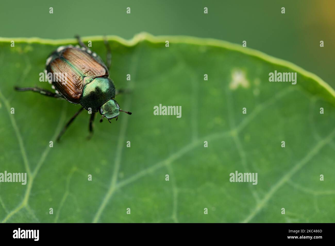 Invasive beetle species hi-res stock photography and images - Alamy
