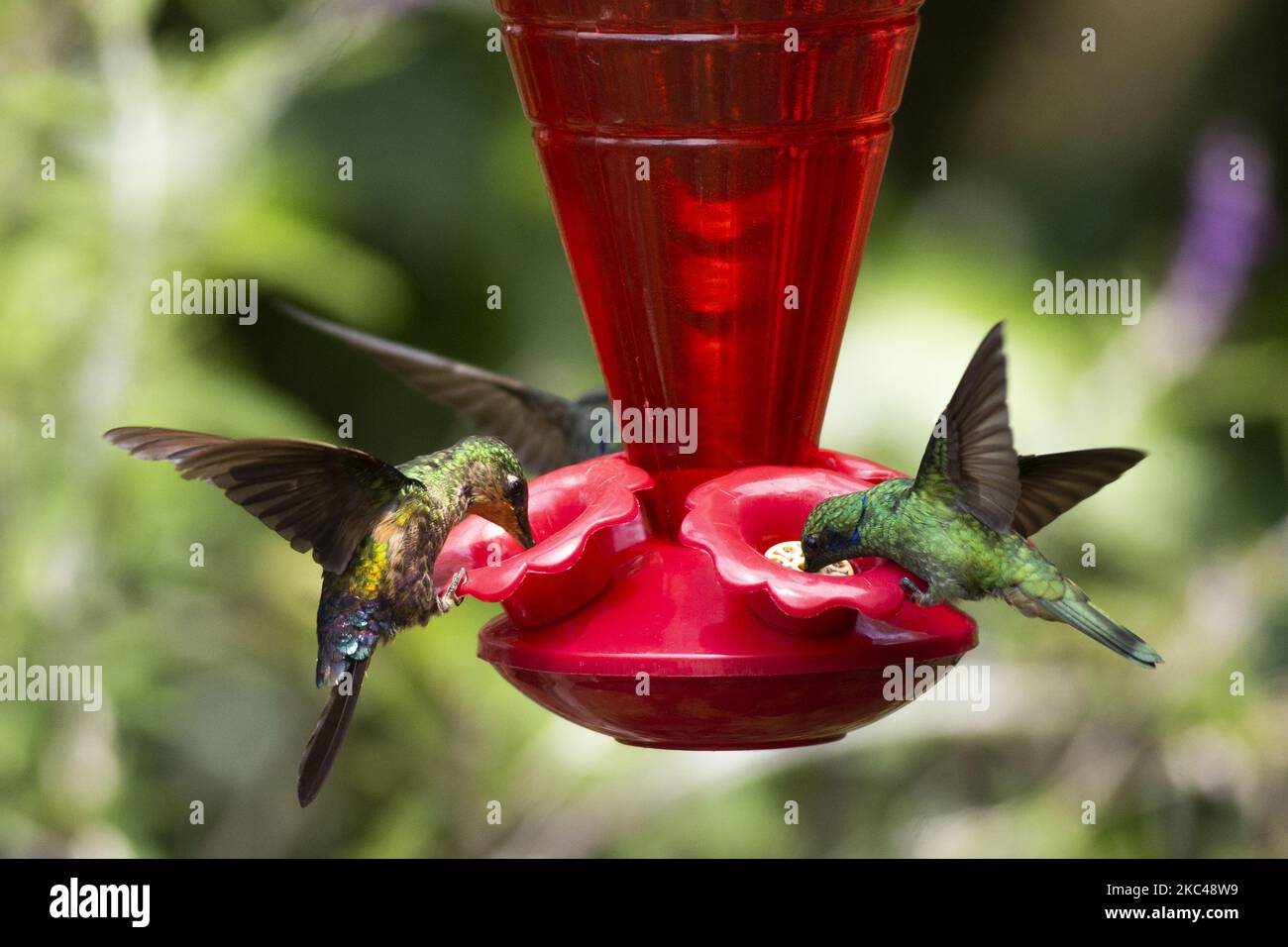 Some hummingbirds drink water in the new ecotourism corridor to go bird ...