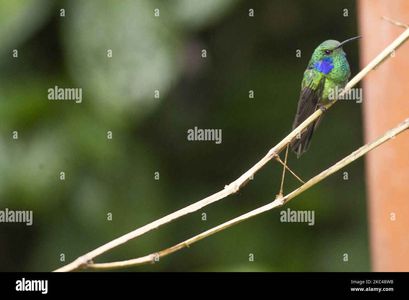 Colibri Lesser Violetear in the new ecotourism corridor for bird ...