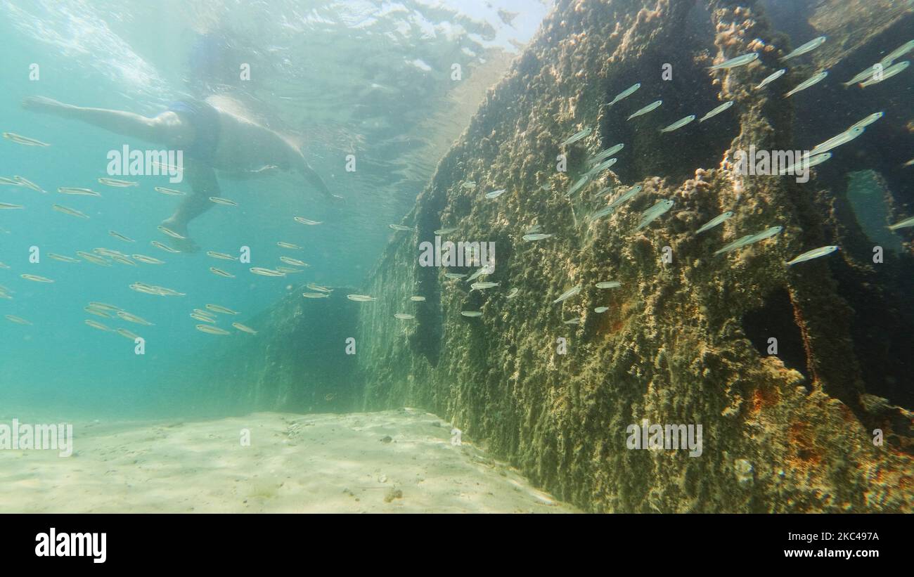 A man swimming over the wreck and the fishes. Underwater images in the ...