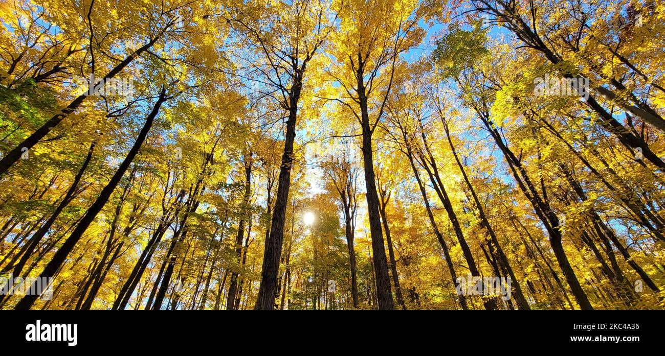 The autumn trees with yellow leaves in Vineland, Ontario, Canada, low angle Stock Photo - Alamy