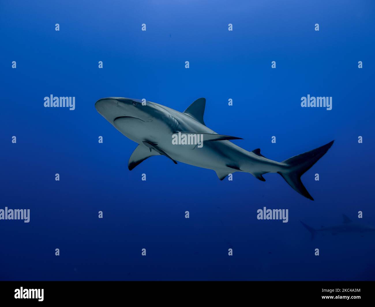 A Caribbean reef shark moving under blue water Stock Photo - Alamy
